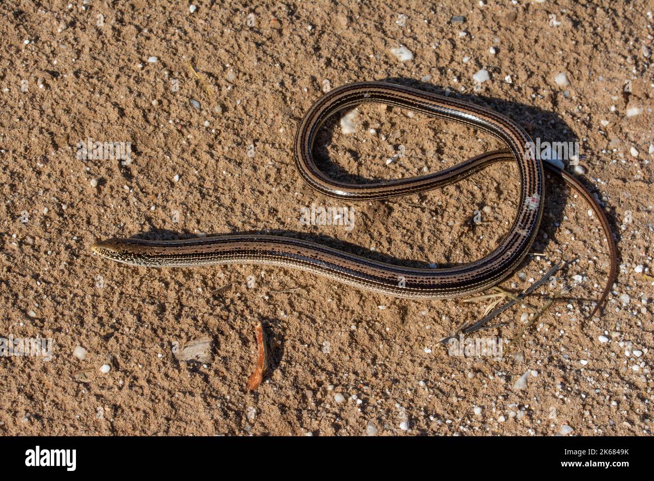 An adult Slender Glass Lizard (Ophisaurus attenuatus attenuatus) from ...