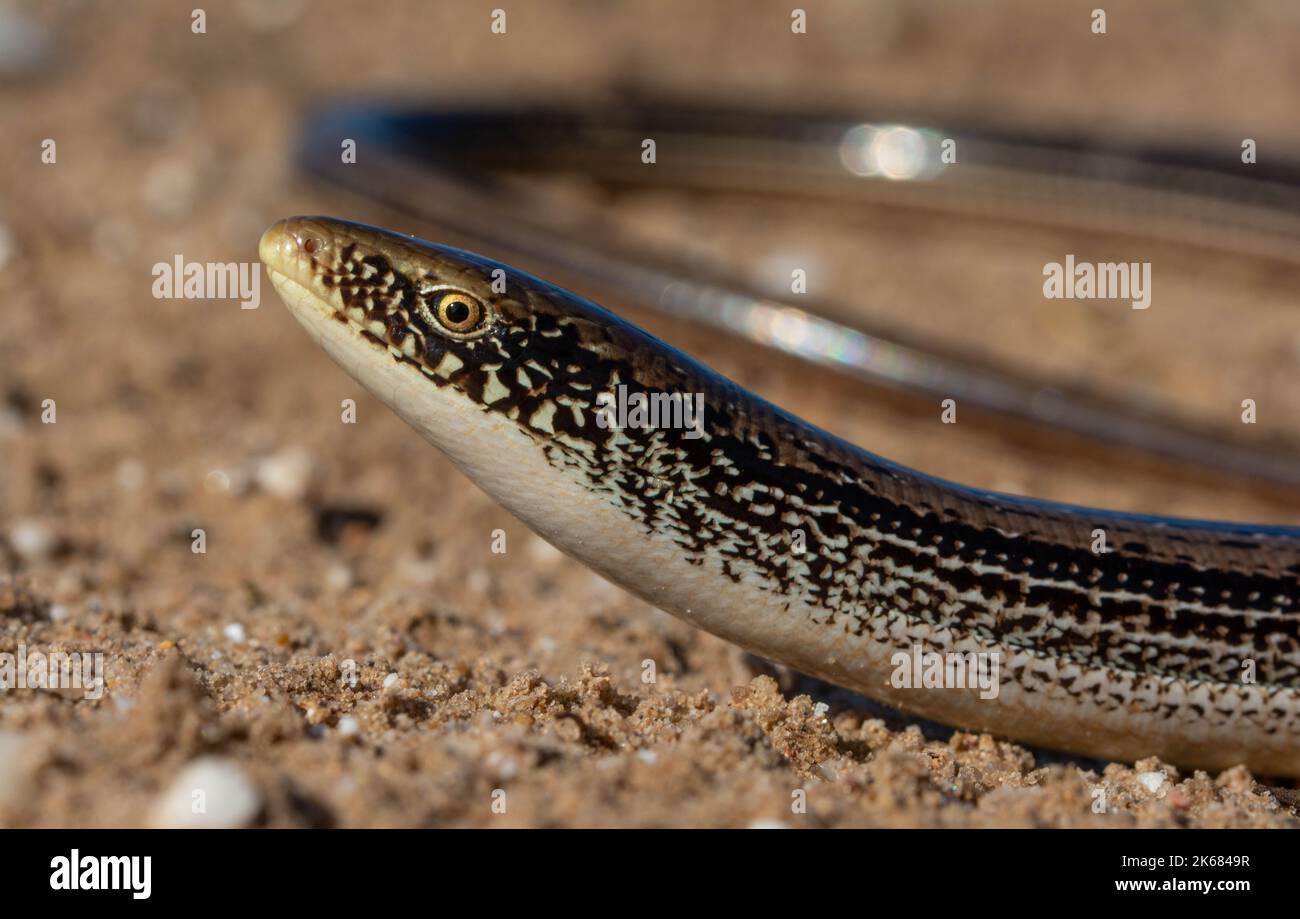 An adult Slender Glass Lizard (Ophisaurus attenuatus attenuatus) from ...