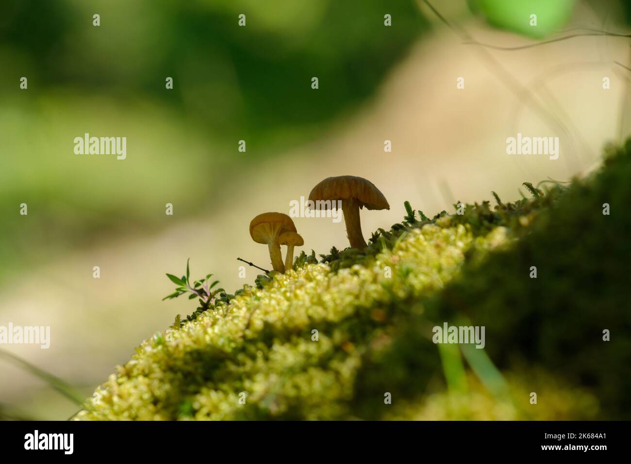 Tiny mushroom in woodland after storm Stock Photo - Alamy