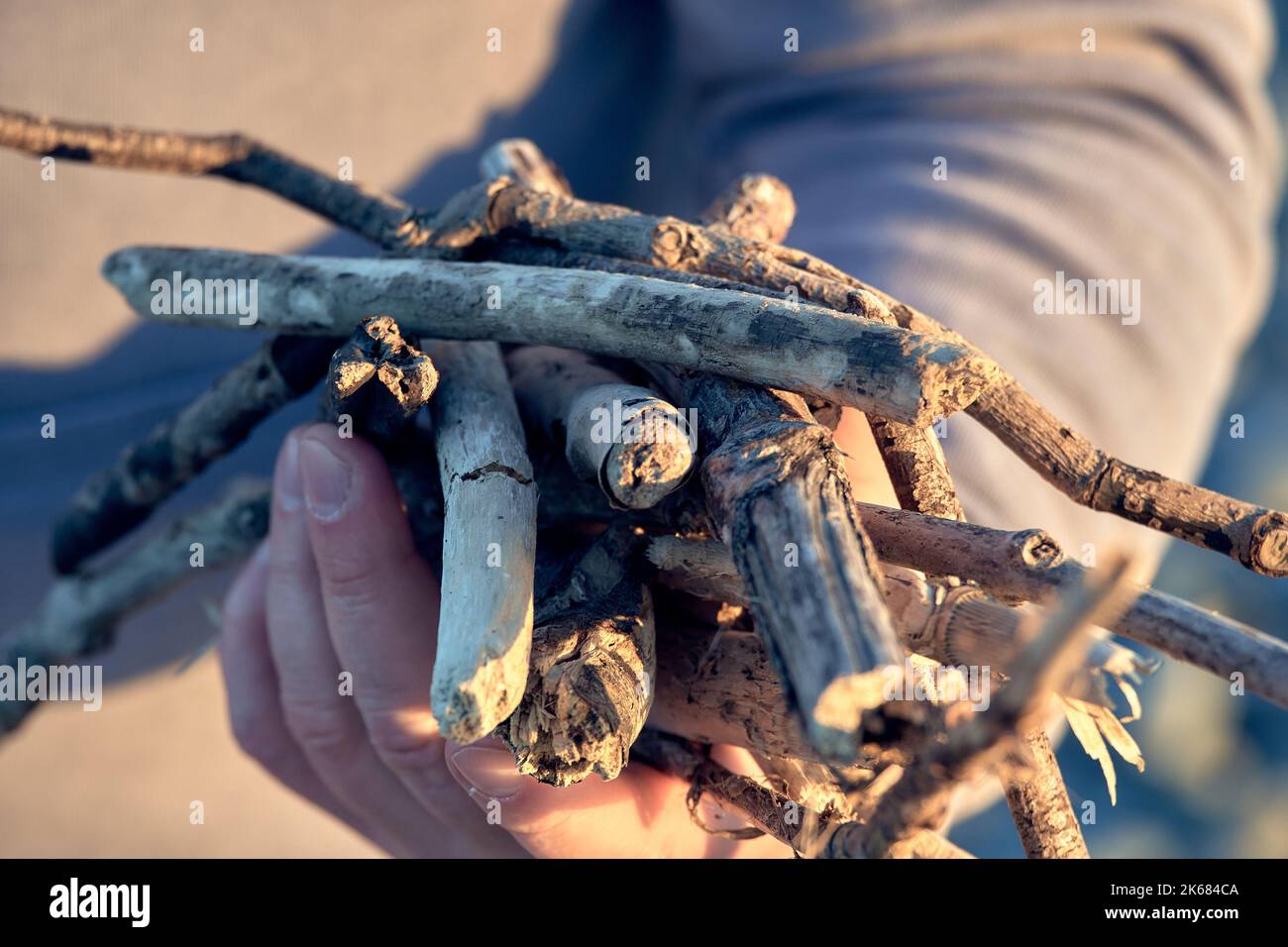 A closeup of human hand holding twigs in the hand toward the camera ...