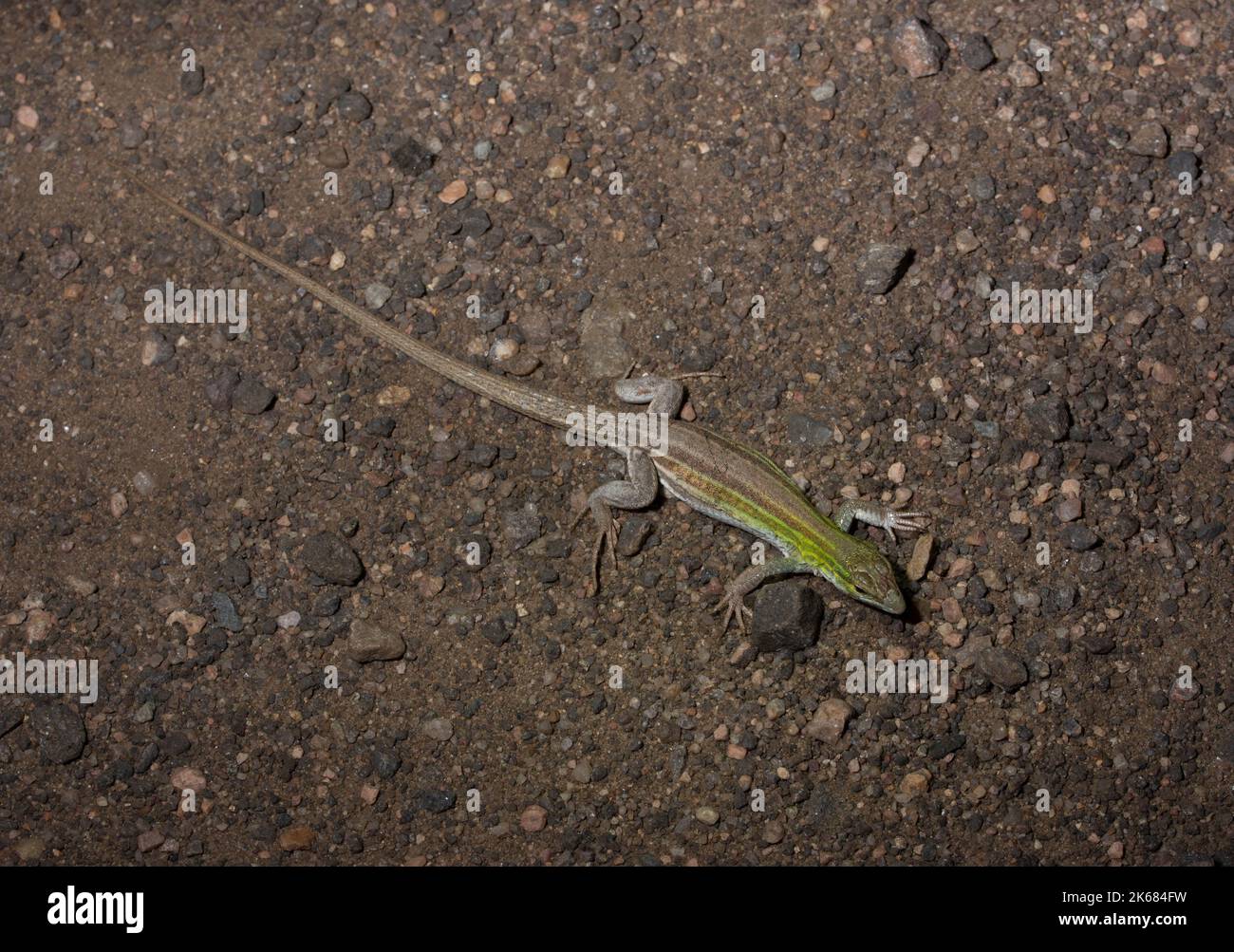An adult Prairie Racerunner (Aspidoscelis sexlineatus viridis) from ...