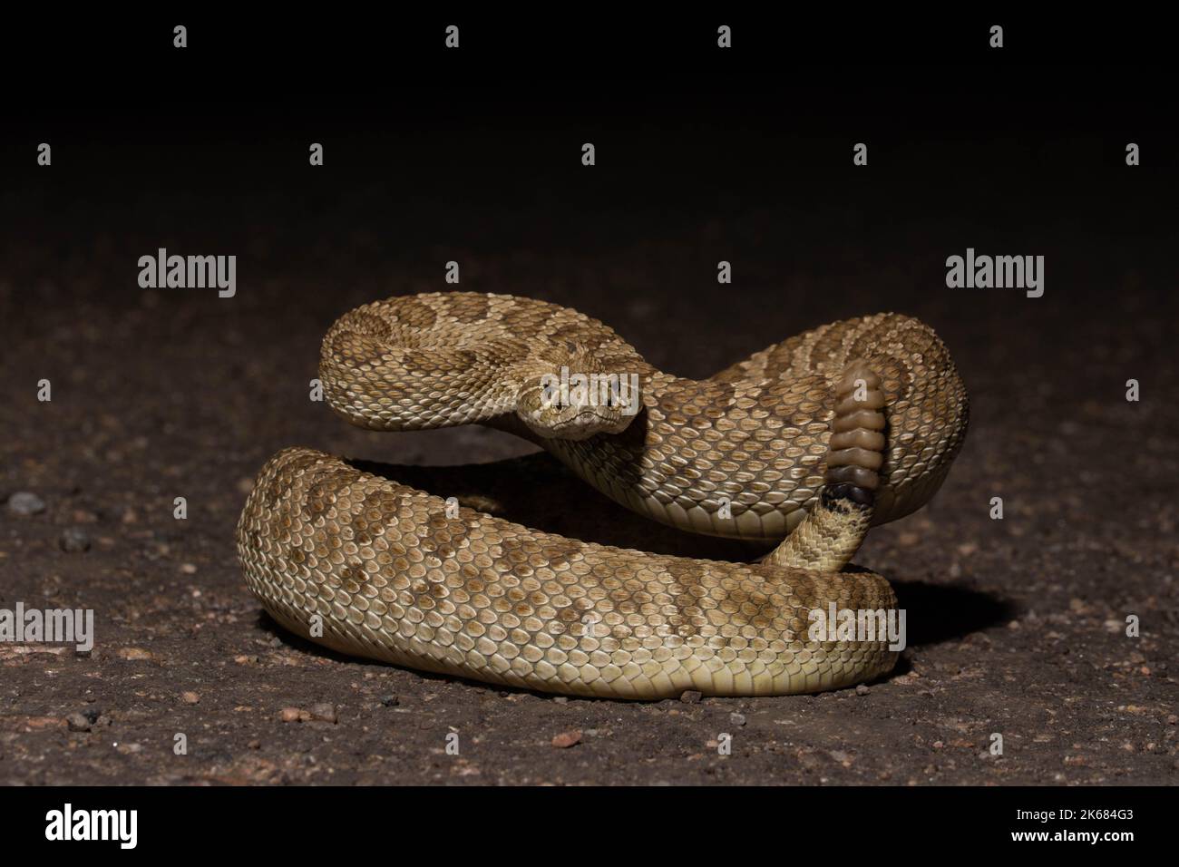 A defensive adult male Prairie Rattlesnake (Crotalus viridis) from Weld ...