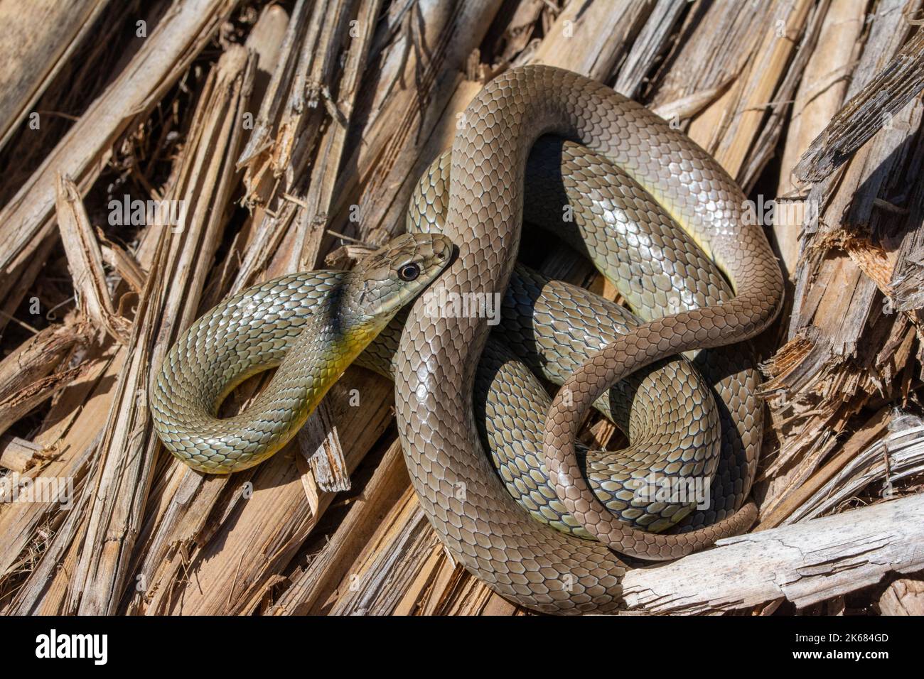 A gravid female Eastern Yellow-bellied Racer (Coluber constrictor ...