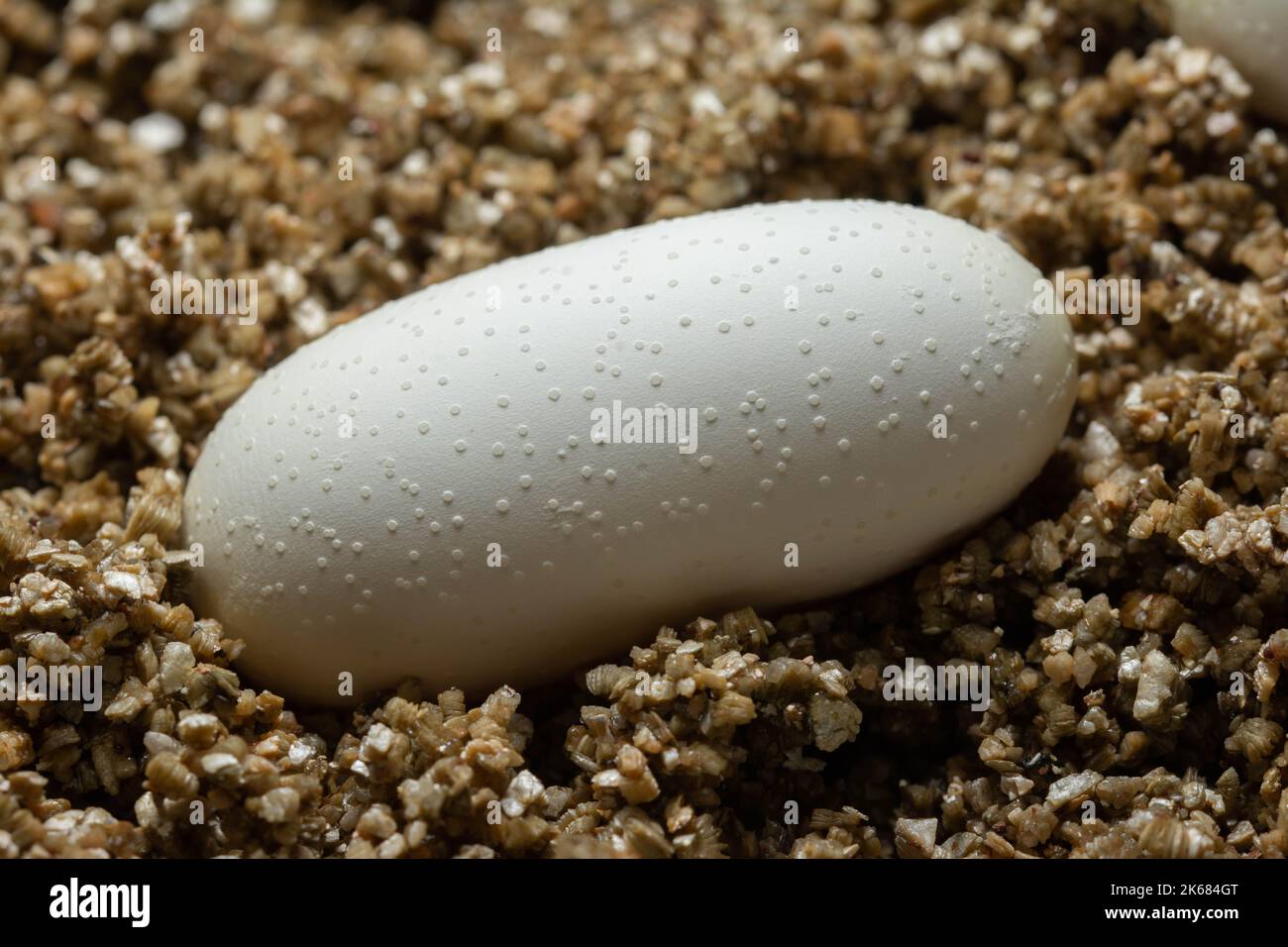 Eastern Yellow-bellied Racer (Coluber constrictor flaviventris) egg ...