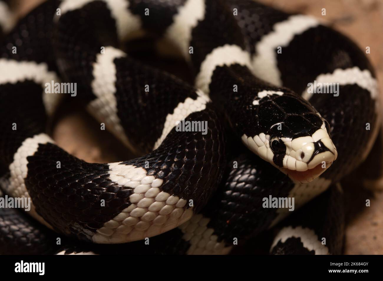 A juvenile female California Kingsnake (Lampropeltis californiae) from ...