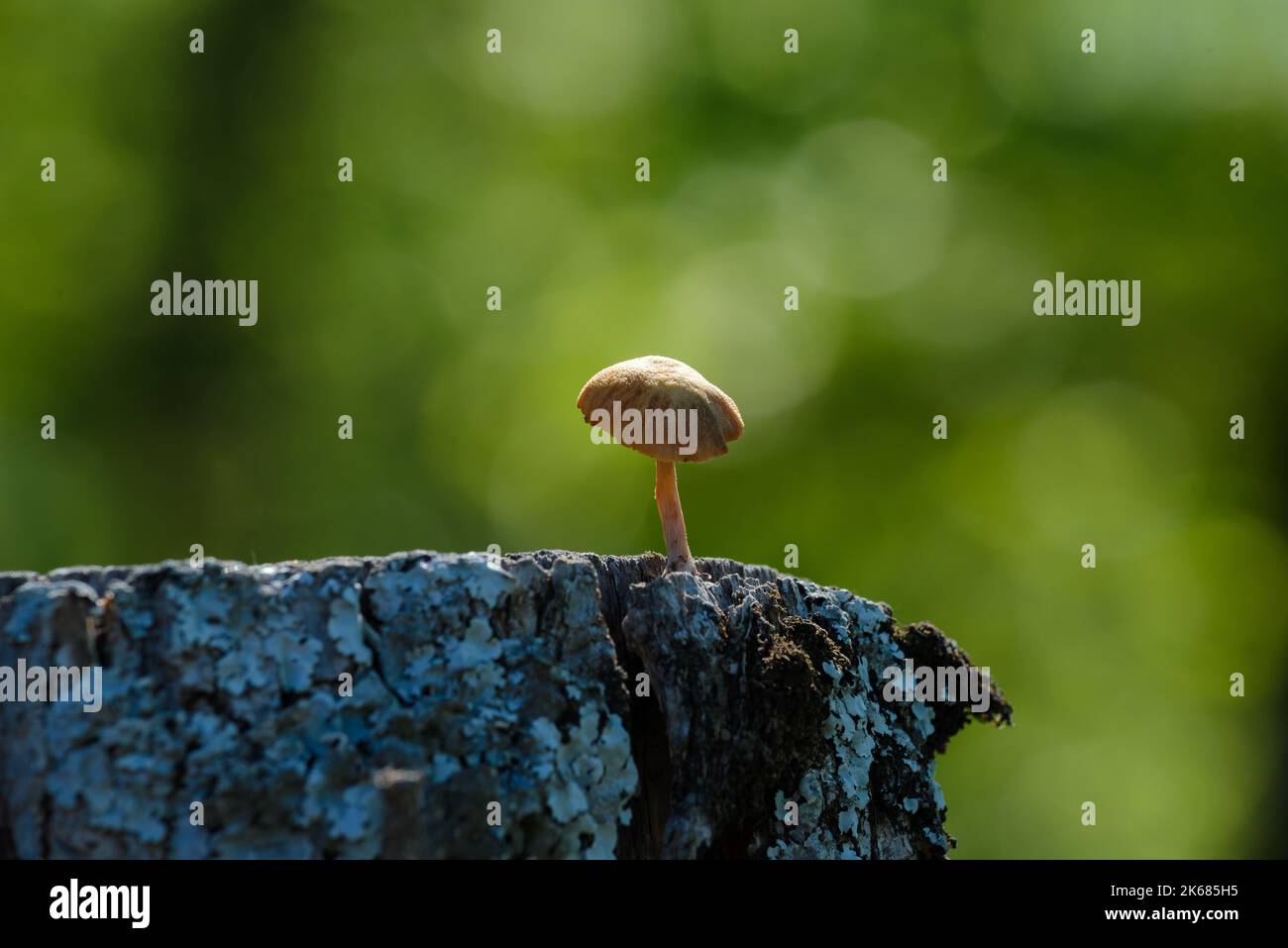 Tiny mushroom in woodland after storm Stock Photo - Alamy