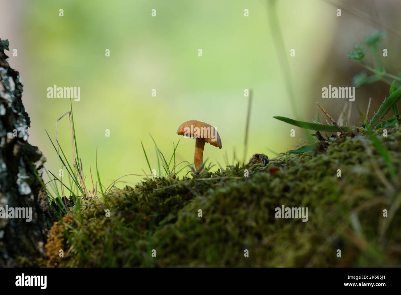 Tiny mushroom in woodland after storm Stock Photo - Alamy