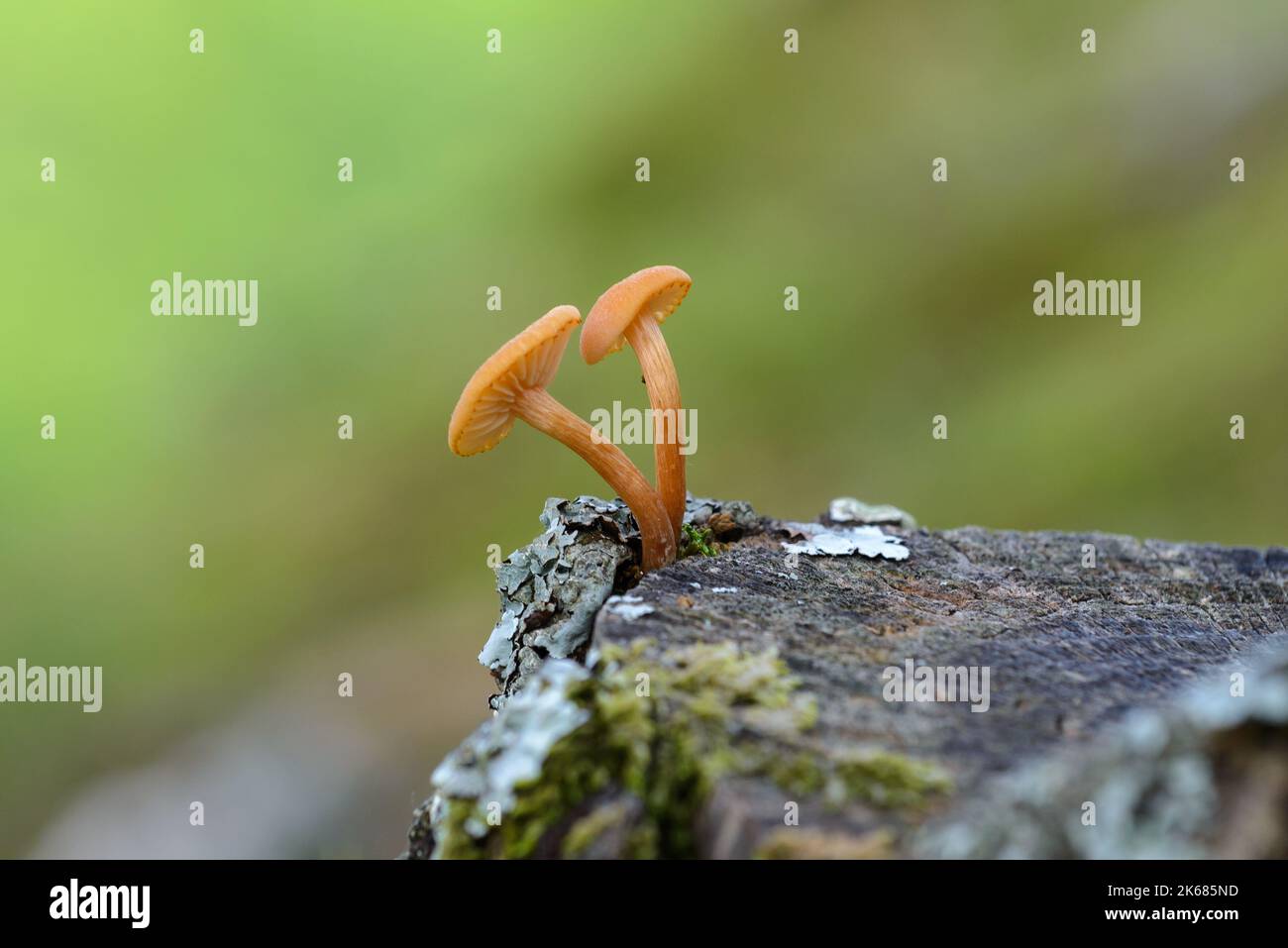 Tiny mushroom in woodland after storm Stock Photo - Alamy