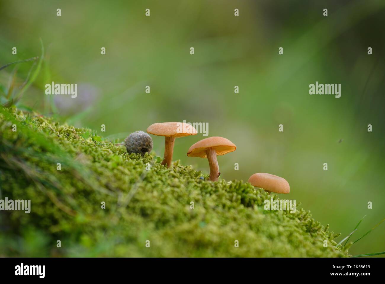 Tiny mushroom in woodland after storm Stock Photo - Alamy