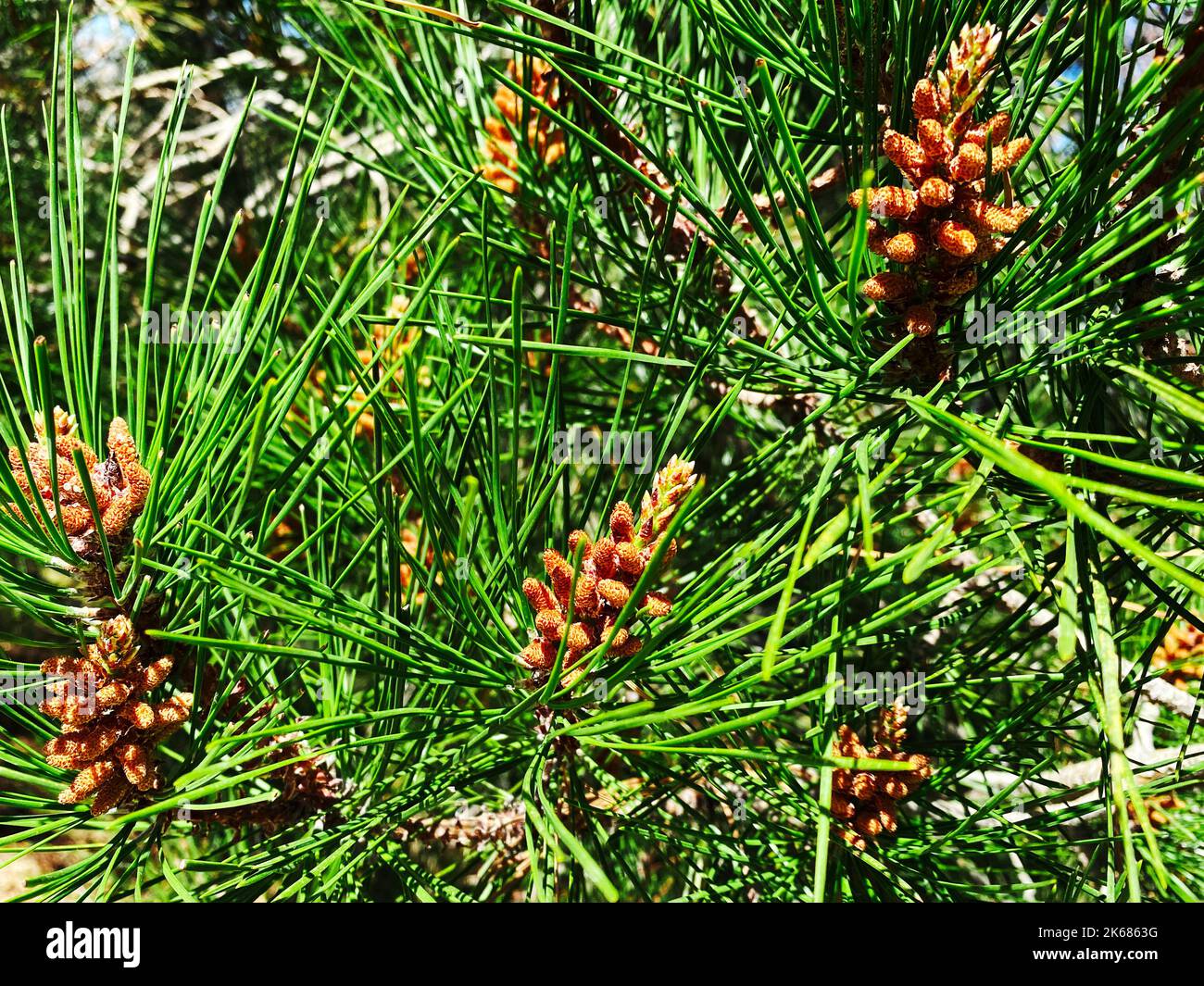 Coniferous Leaves