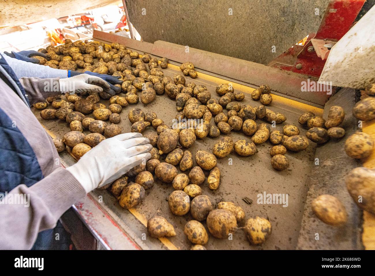 Sorting potatoes on farm hi-res stock photography and images - Alamy Sorting potatoes on farm hi-res stock photography and images - Alamy