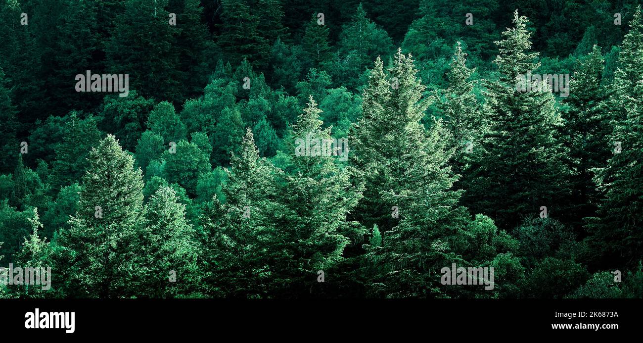 Forest of pine trees on mountainside Stock Photo - Alamy