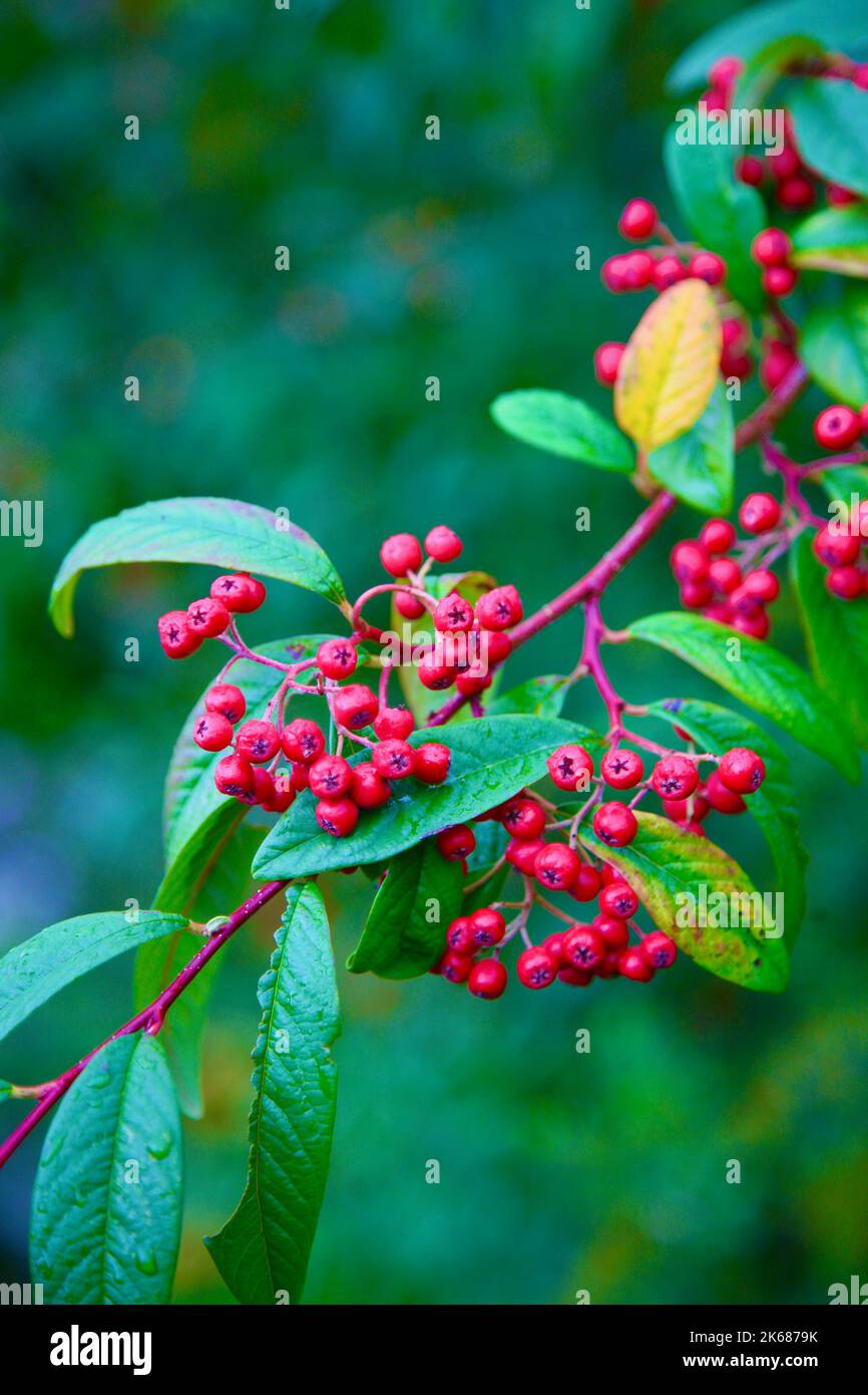 Ruby berries hi-res stock photography and images - Alamy