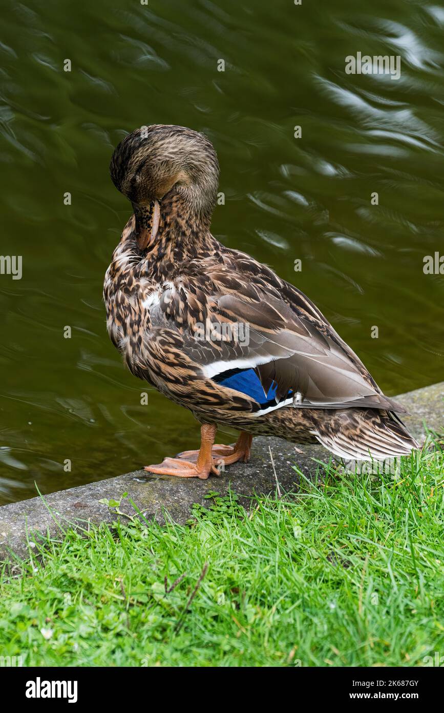 Pekin duck at the park hi-res stock photography and images - Alamy