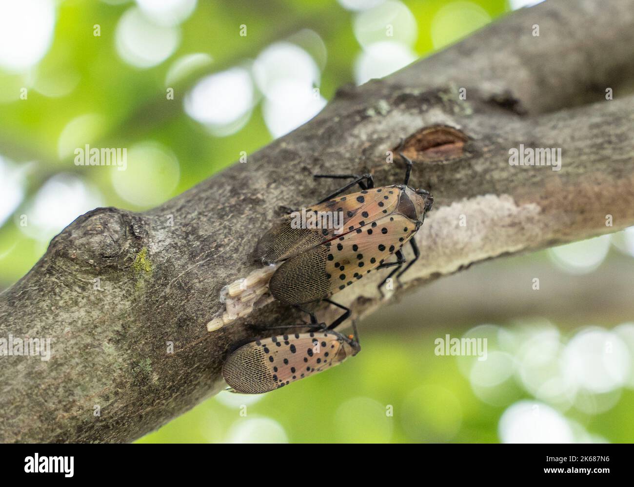 Lanternfly laying eggs hi-res stock photography and images - Alamy