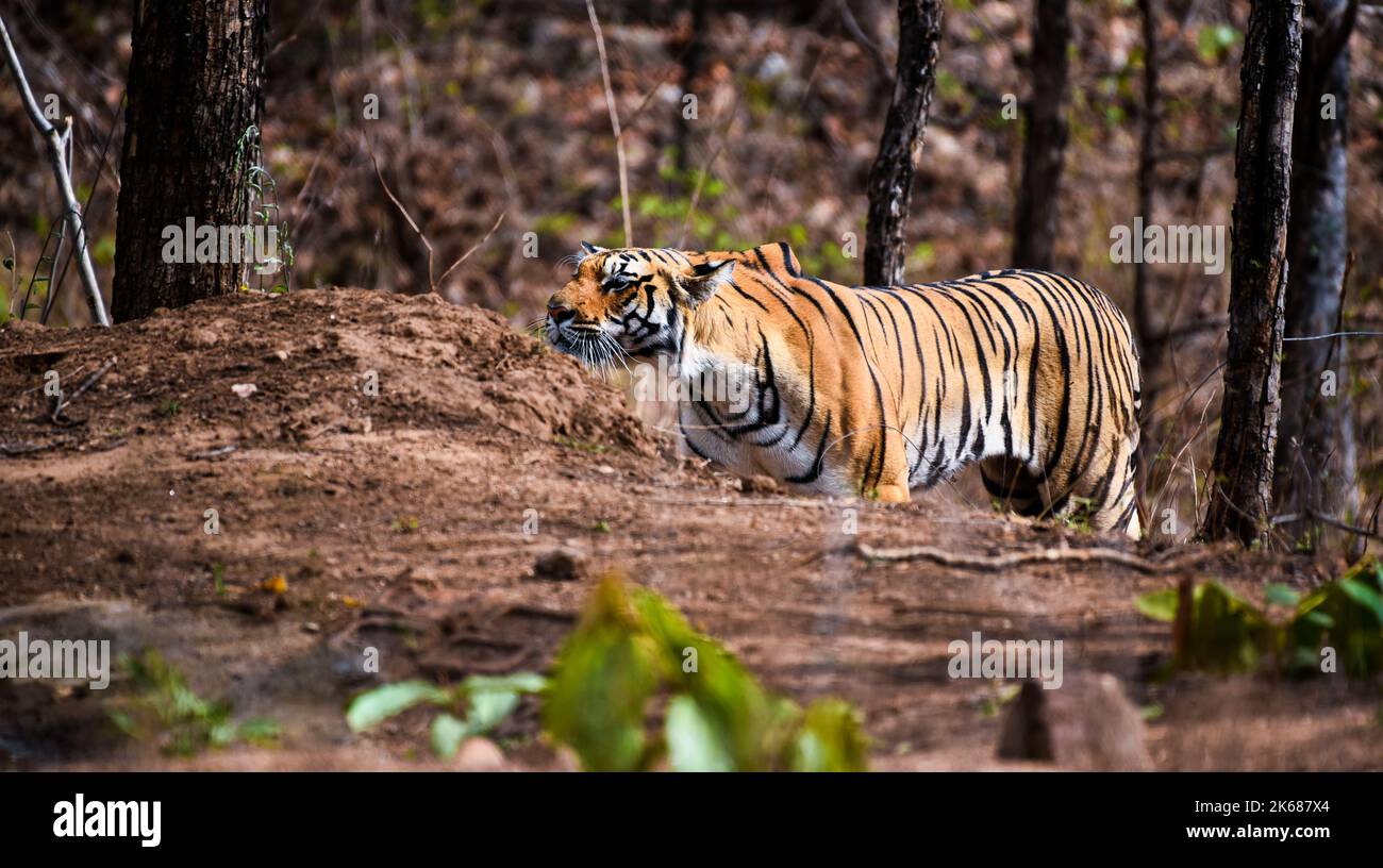 Pench tiger reserve forest hi-res stock photography and images - Alamy