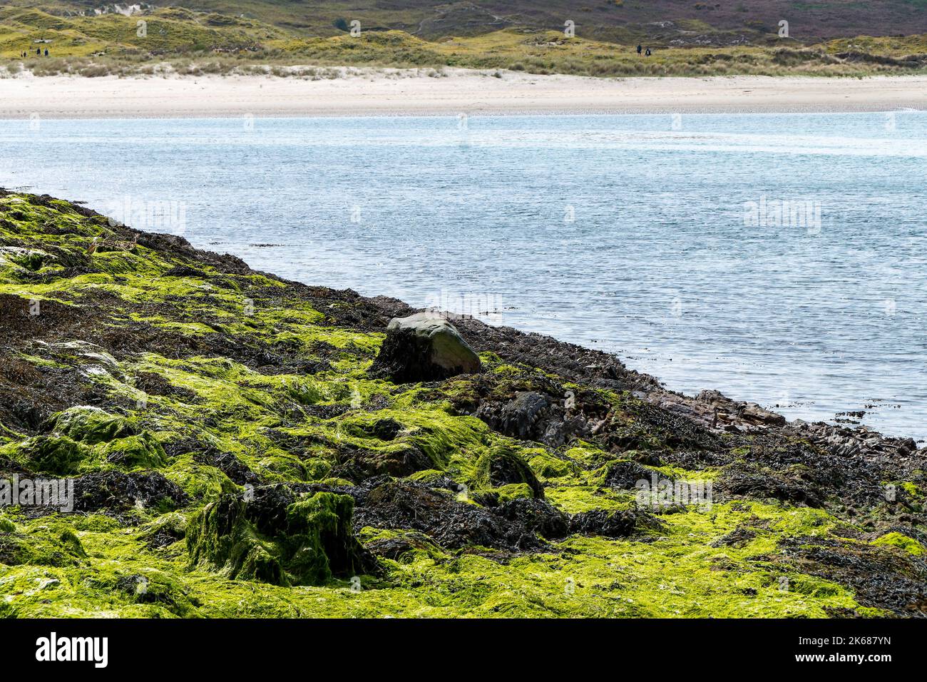 Coastal rocks are covered with algae after low tide. Seaside landscape ...
