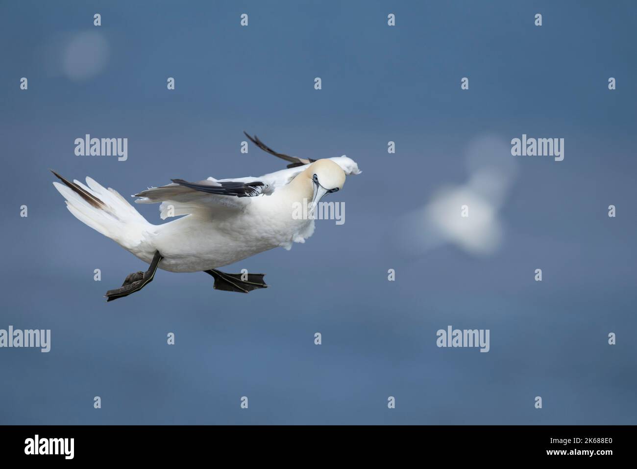 Northern Gannet Morus bassanus, a single 4th-year plumaged bird in ...