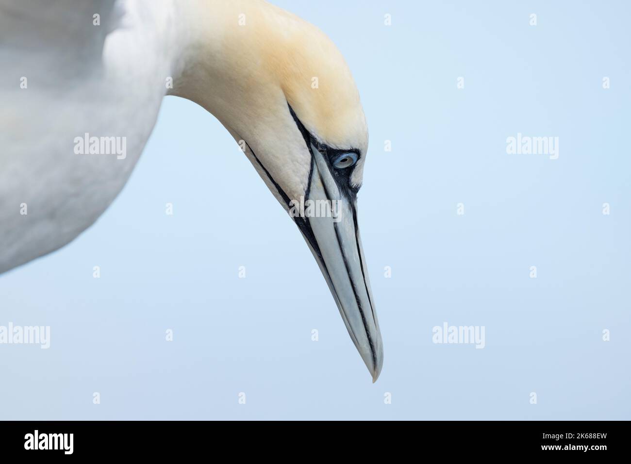 Northern Gannet Morus bassanus, an adult plumaged bird in flight ...