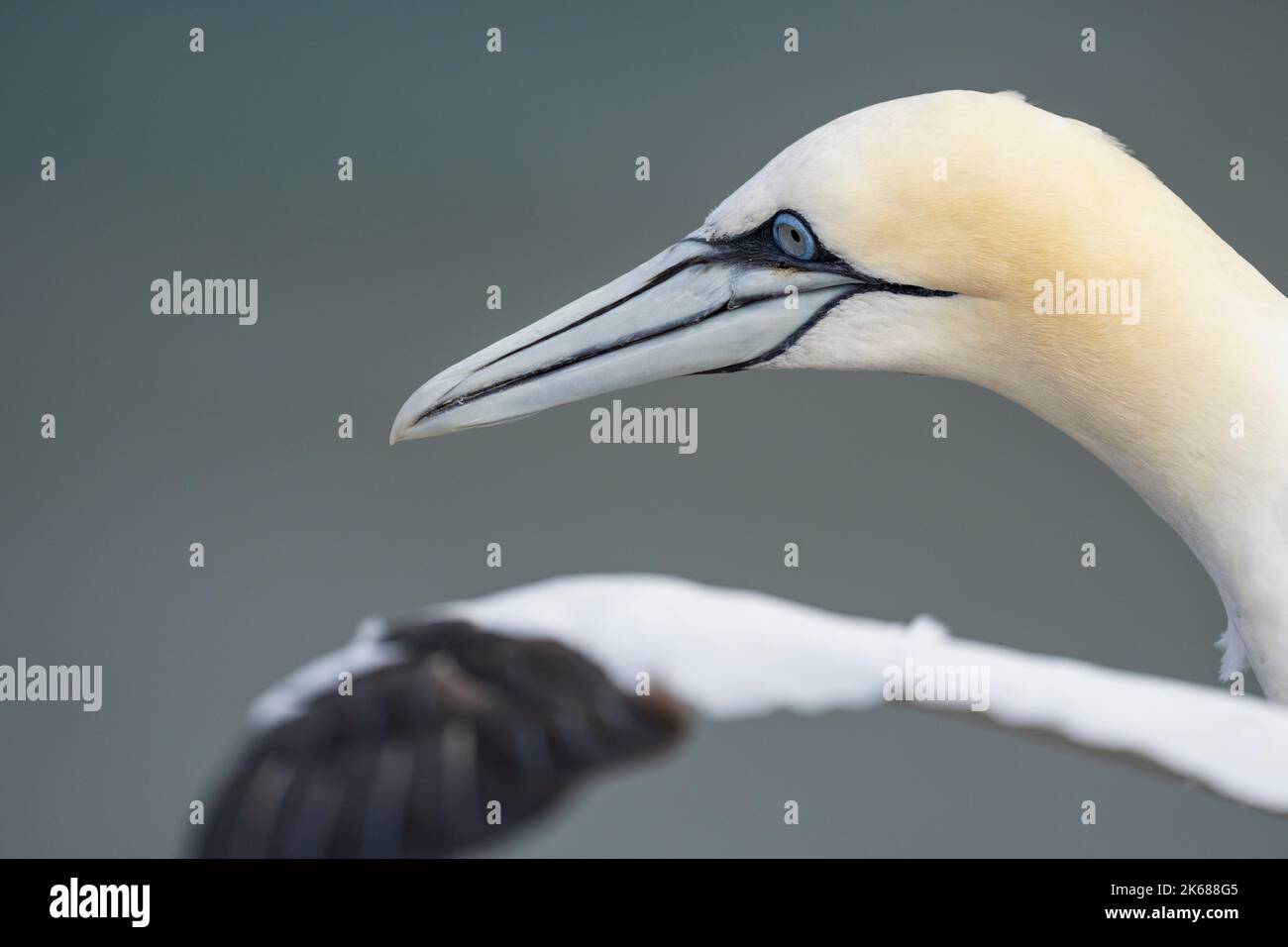 Northern Gannet Morus bassanus, an adult plumaged bird in flight ...