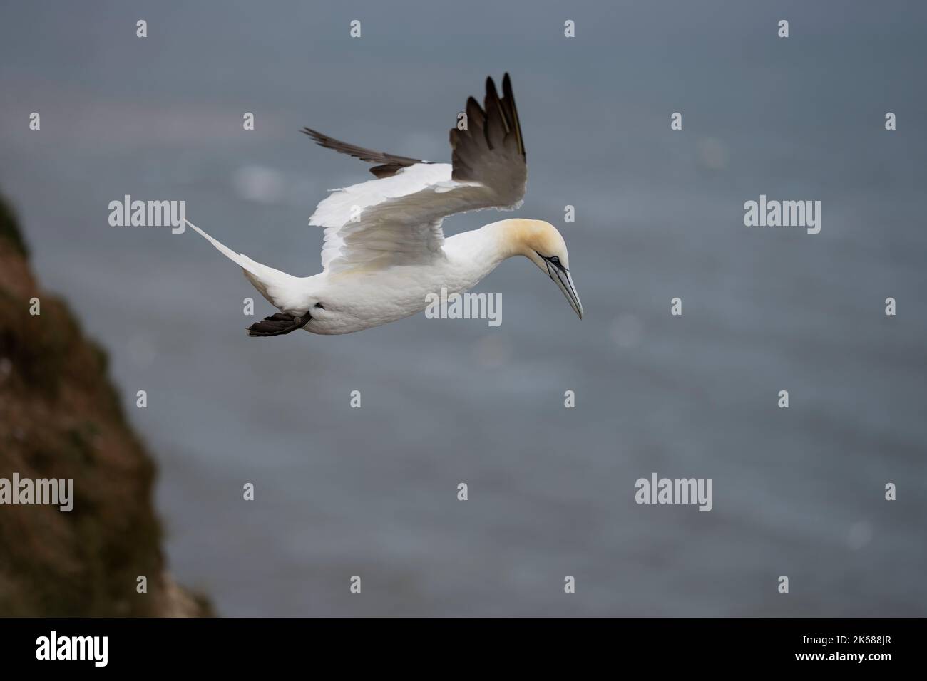 Northern Gannet Morus bassanus, an adult plumaged bird in flight using ...