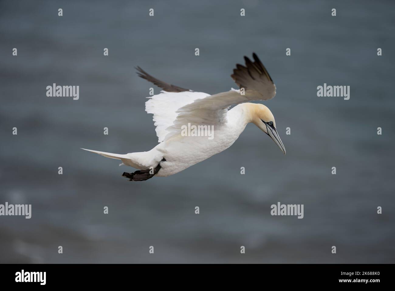 Northern Gannet Morus bassanus, an adult plumaged bird in flight using ...