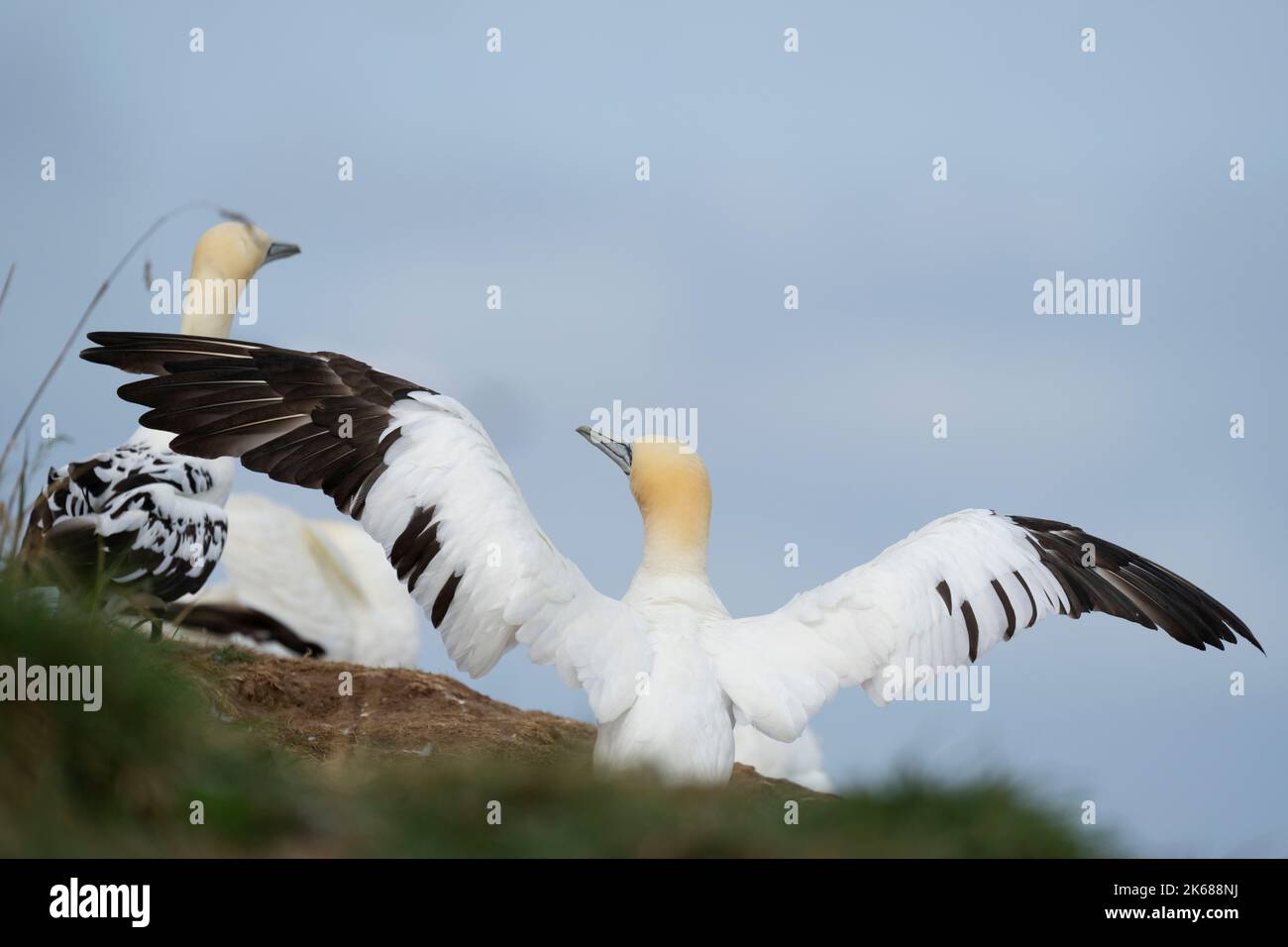 Northern Gannet Morus bassanus,a single 4th-year plumaged bird landing ...