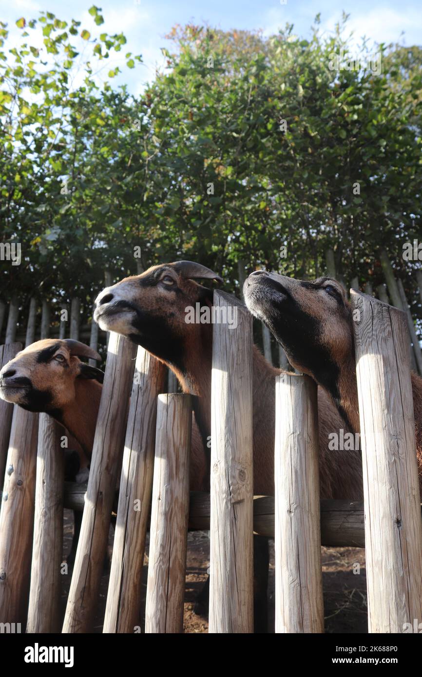 A vertical shot of three Cameroon sheeps sticking their heads out of a ...