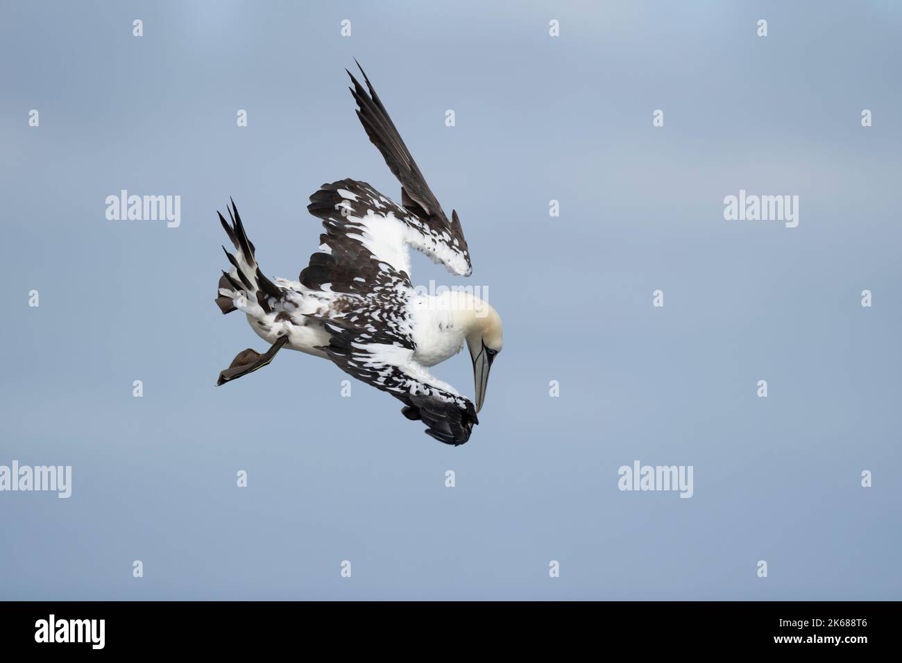 Northern Gannet Morus bassanus, a single 3rd-year plumaged bird in ...