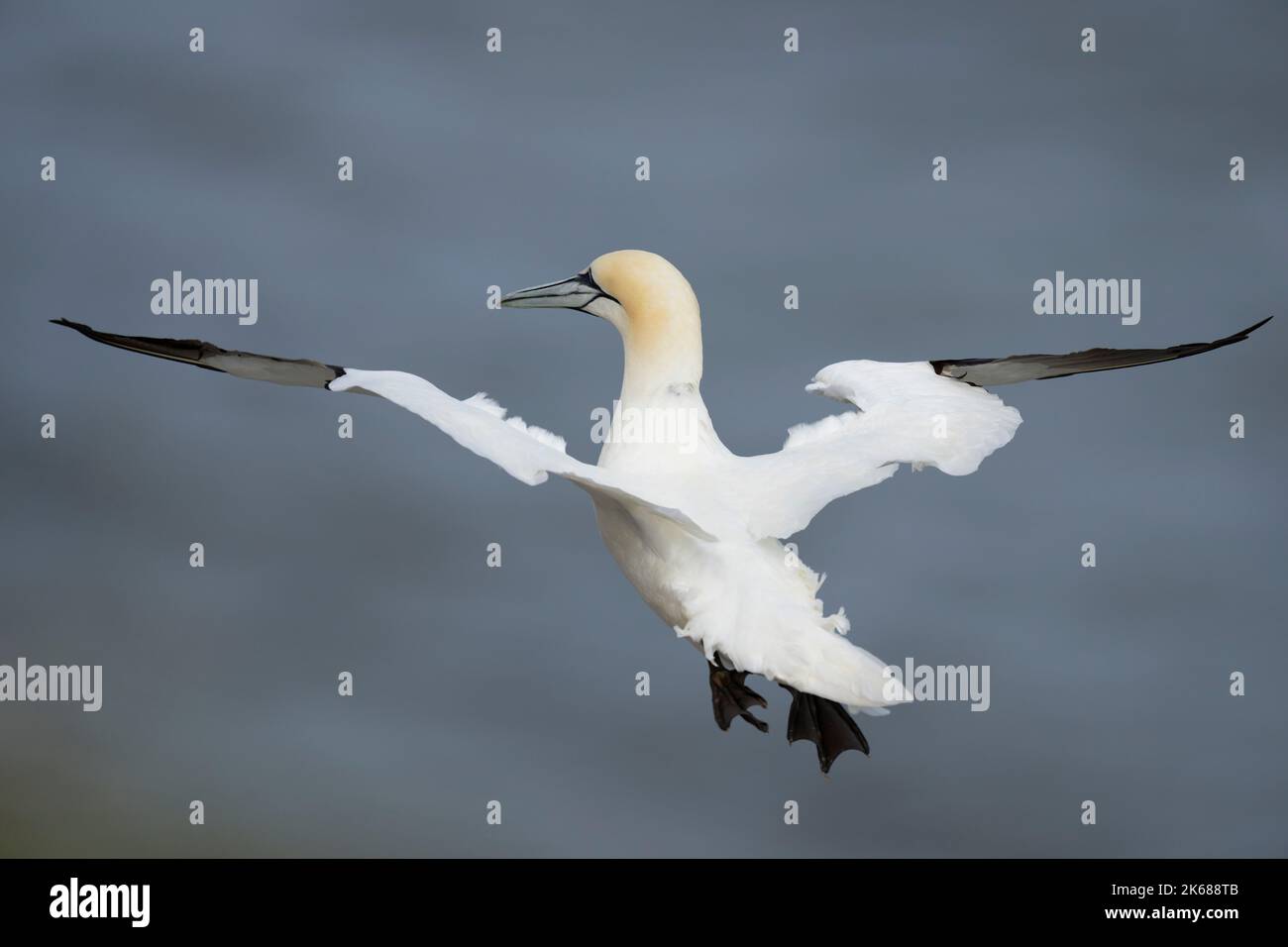 Using wind bird hi-res stock photography and images - Alamy