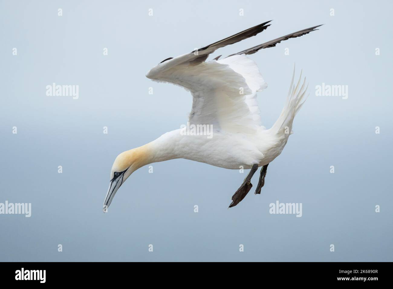 Northern Gannet Morus bassanus, an adult plumaged bird in flight in the ...
