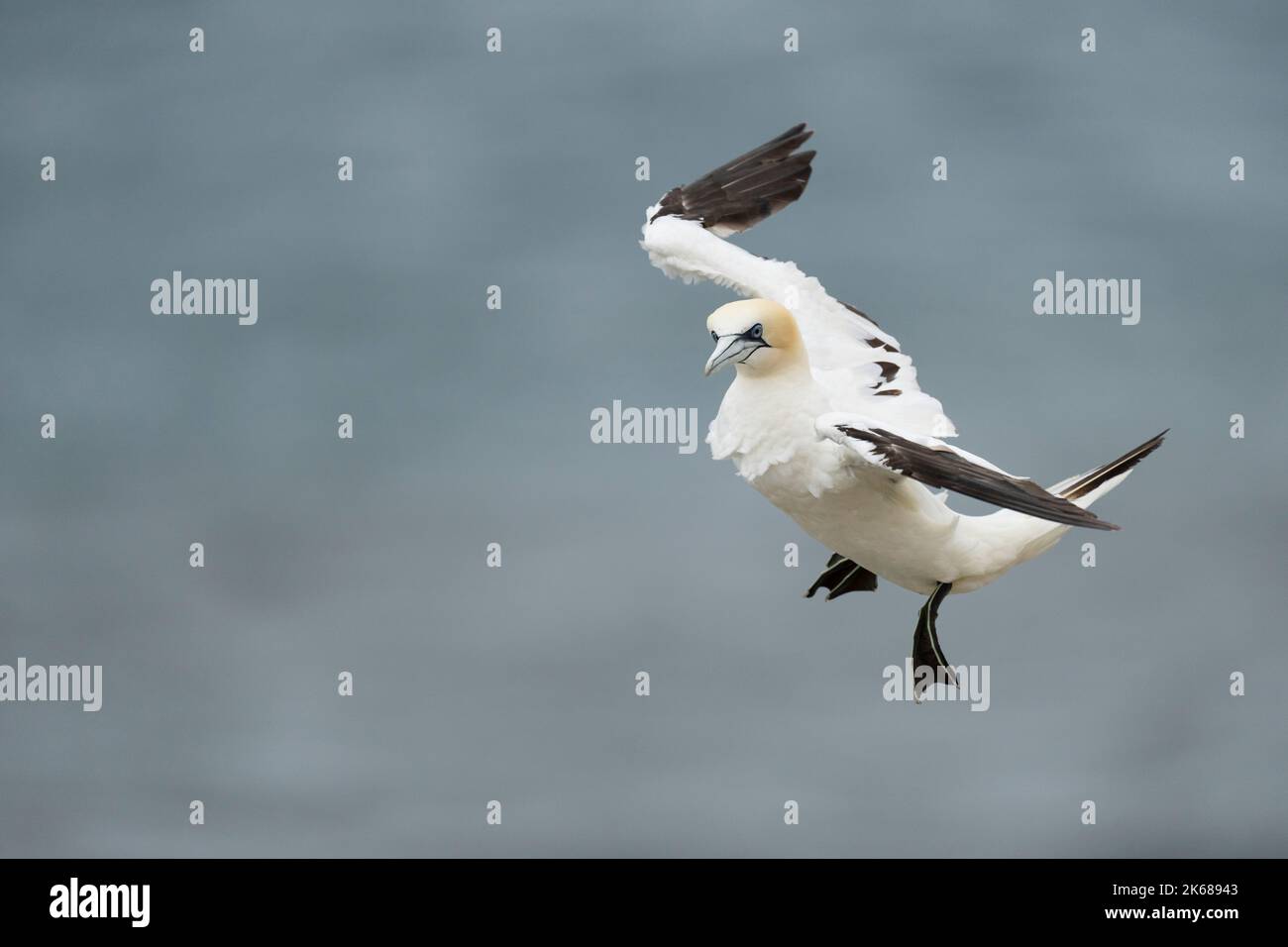 Northern Gannet Morus bassanus, a single 4th-year plumaged bird in ...