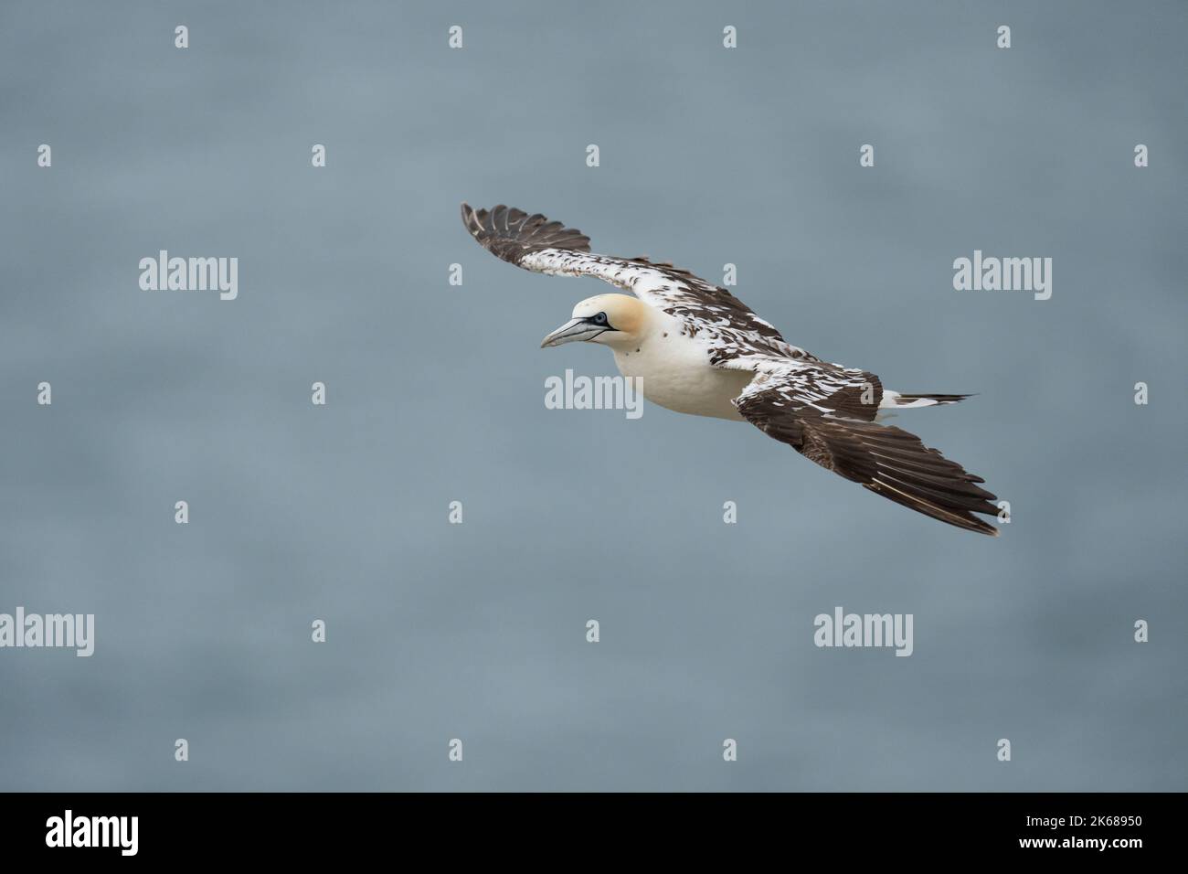 Northern Gannet Morus bassanus,a single 3rd-year plumaged bird in ...