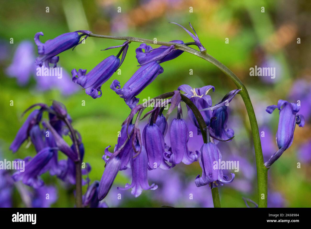 Close up Detail of a Single Bluebell Flower Head (Hyacinthoides non ...