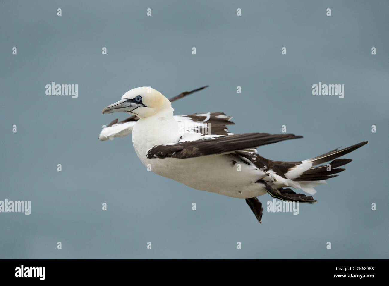 Northern Gannet Morus bassanus, a single 3rd-year plumaged bird in ...