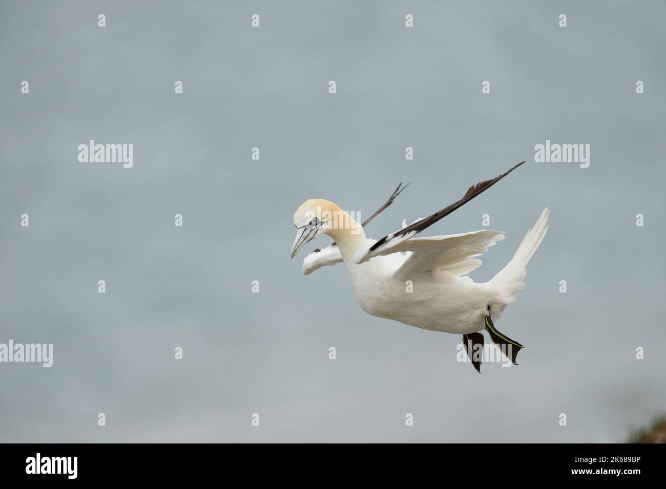 Northern Gannet Morus bassanus, an adult plumaged bird in flight in the ...