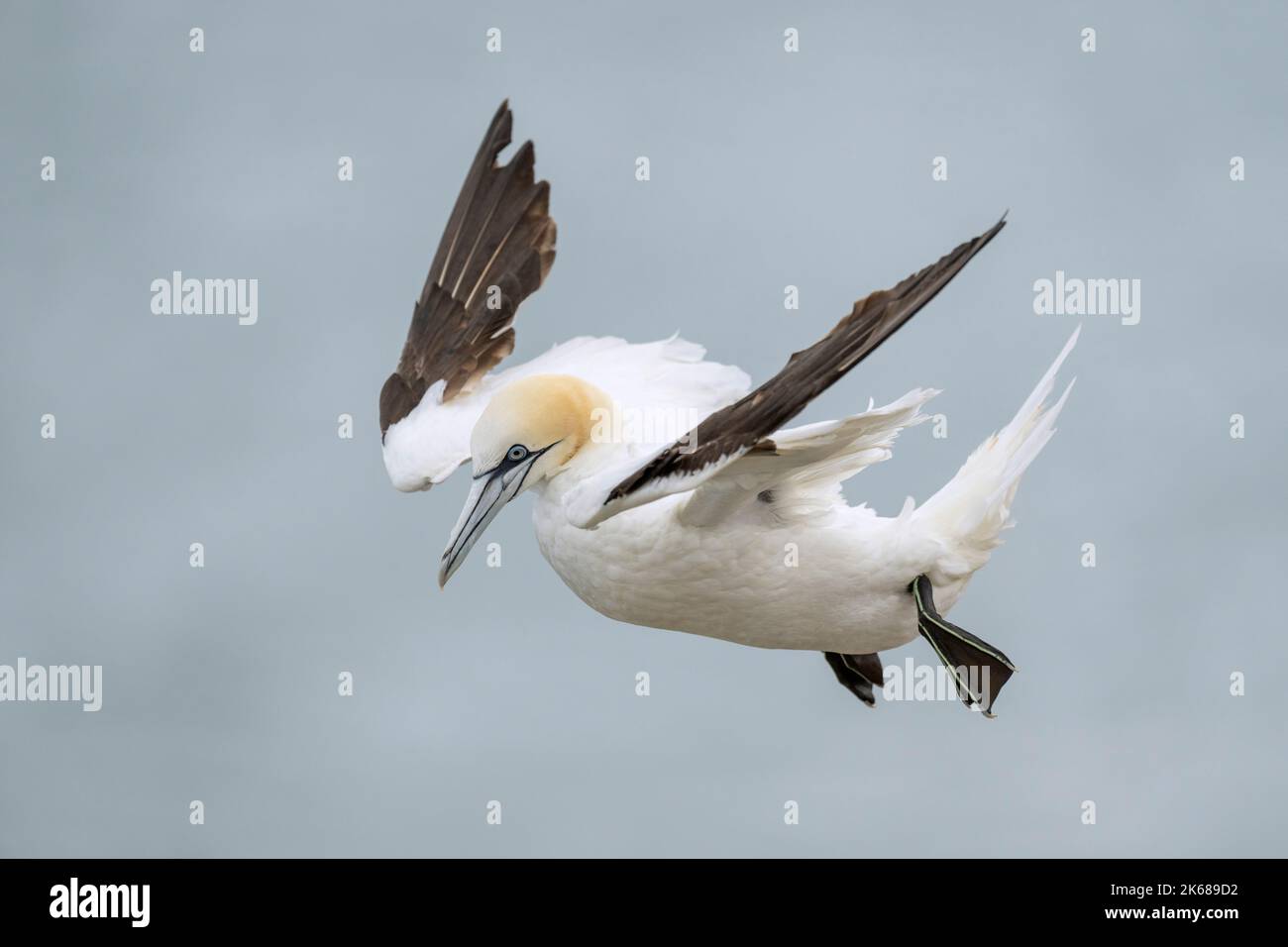 Northern Gannet Morus bassanus, an adult plumaged bird in flight in the ...