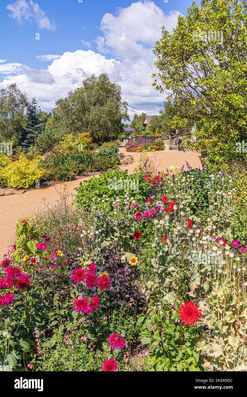 Ideal for flower beds and borders hi-res stock photography and images ...