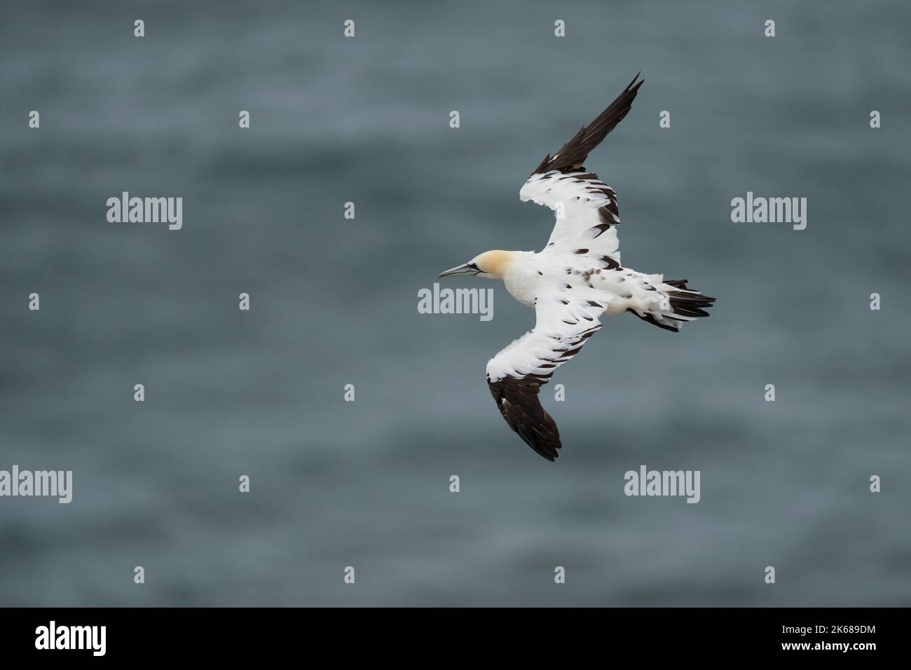 Northern Gannet Morus bassanus, a single 4th-year plumaged bird in ...