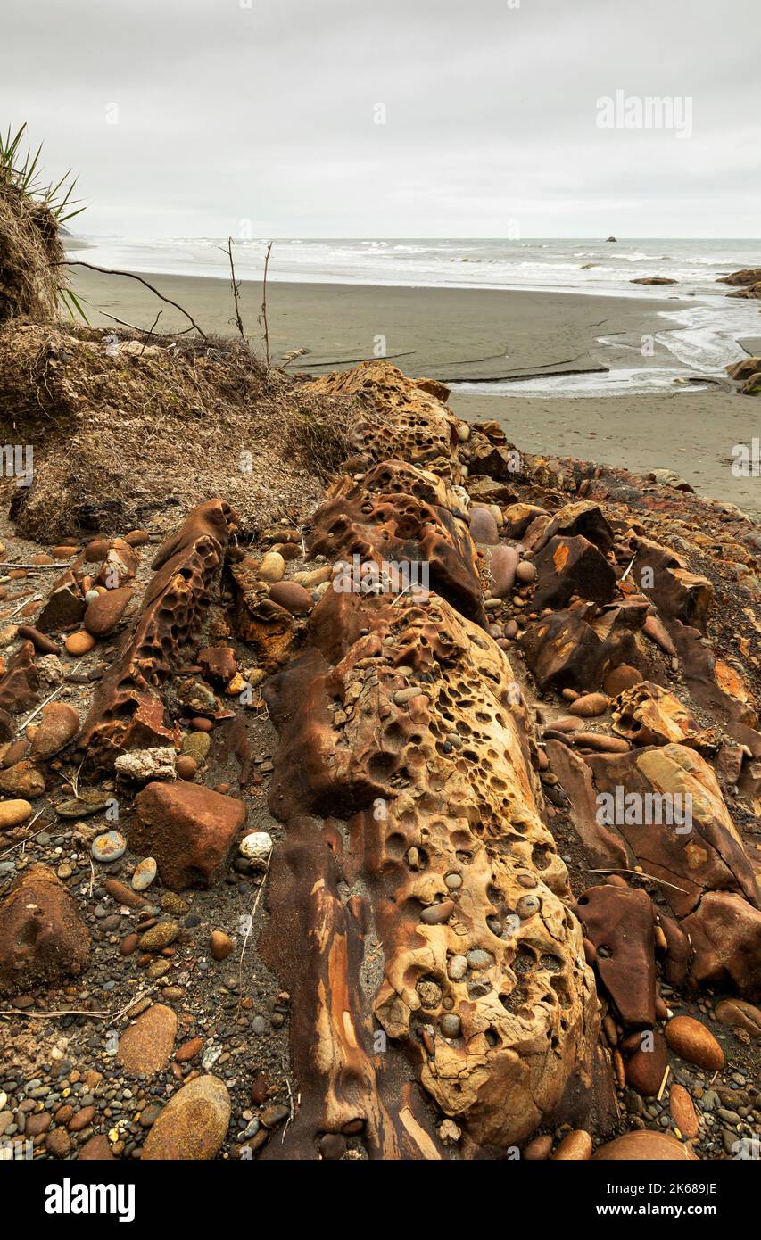 Drilling clams hi-res stock photography and images - Alamy