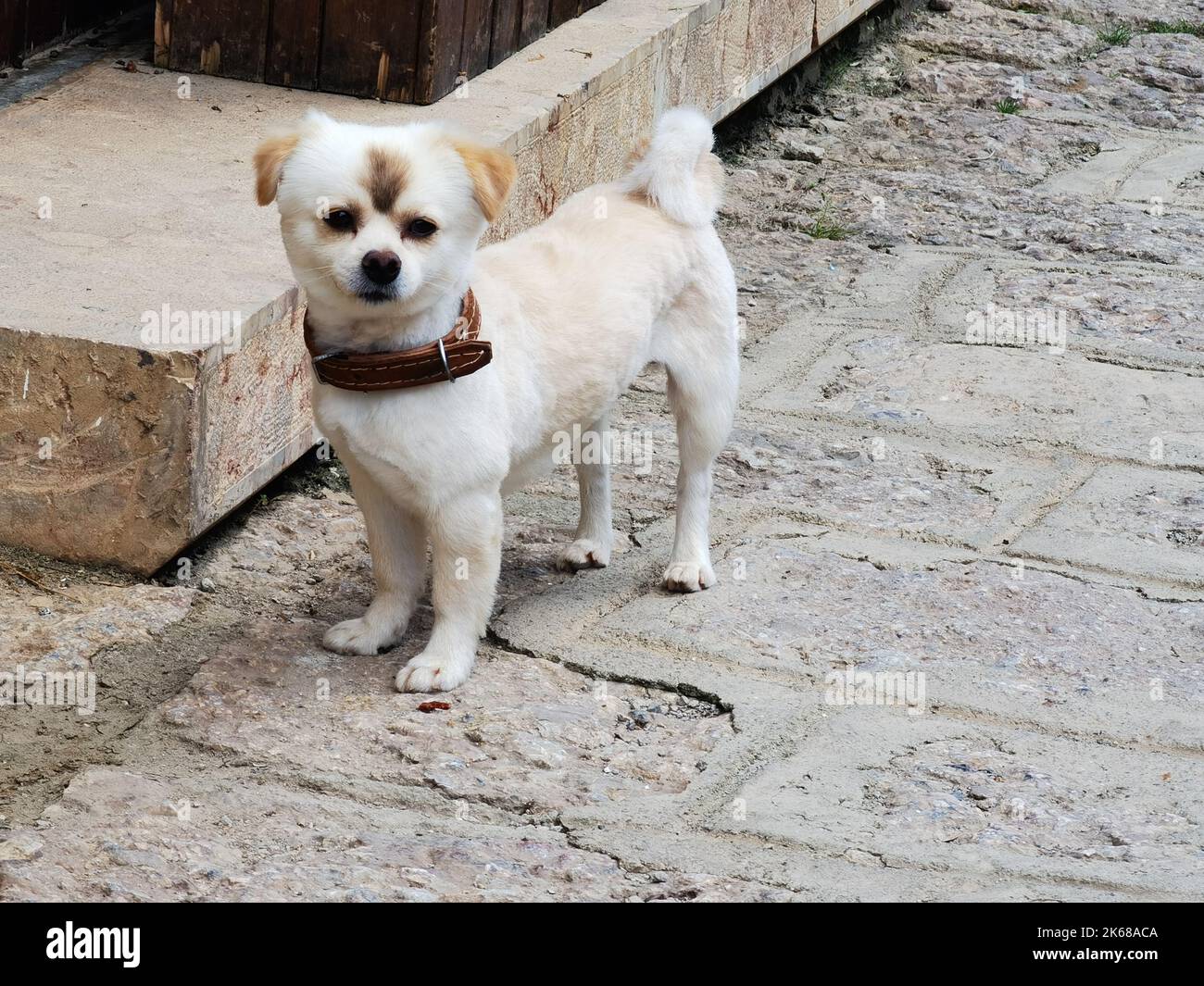 Pomapoo puppy hi-res stock photography and images - Alamy