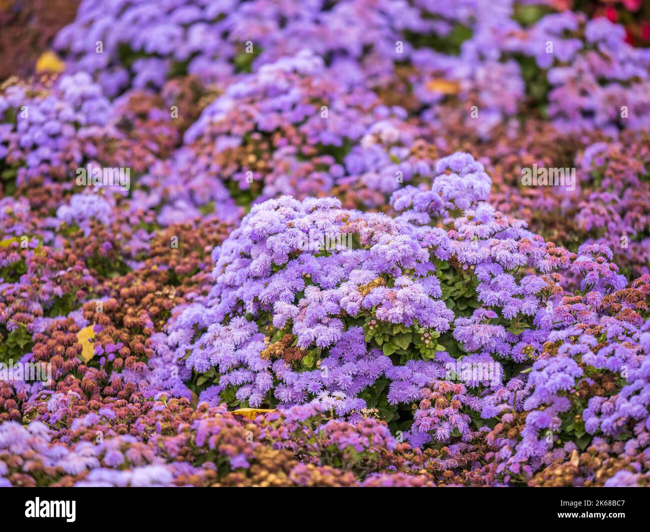 Close-up of small, purple flowers, Ageratum Houstonianum, also know as ...