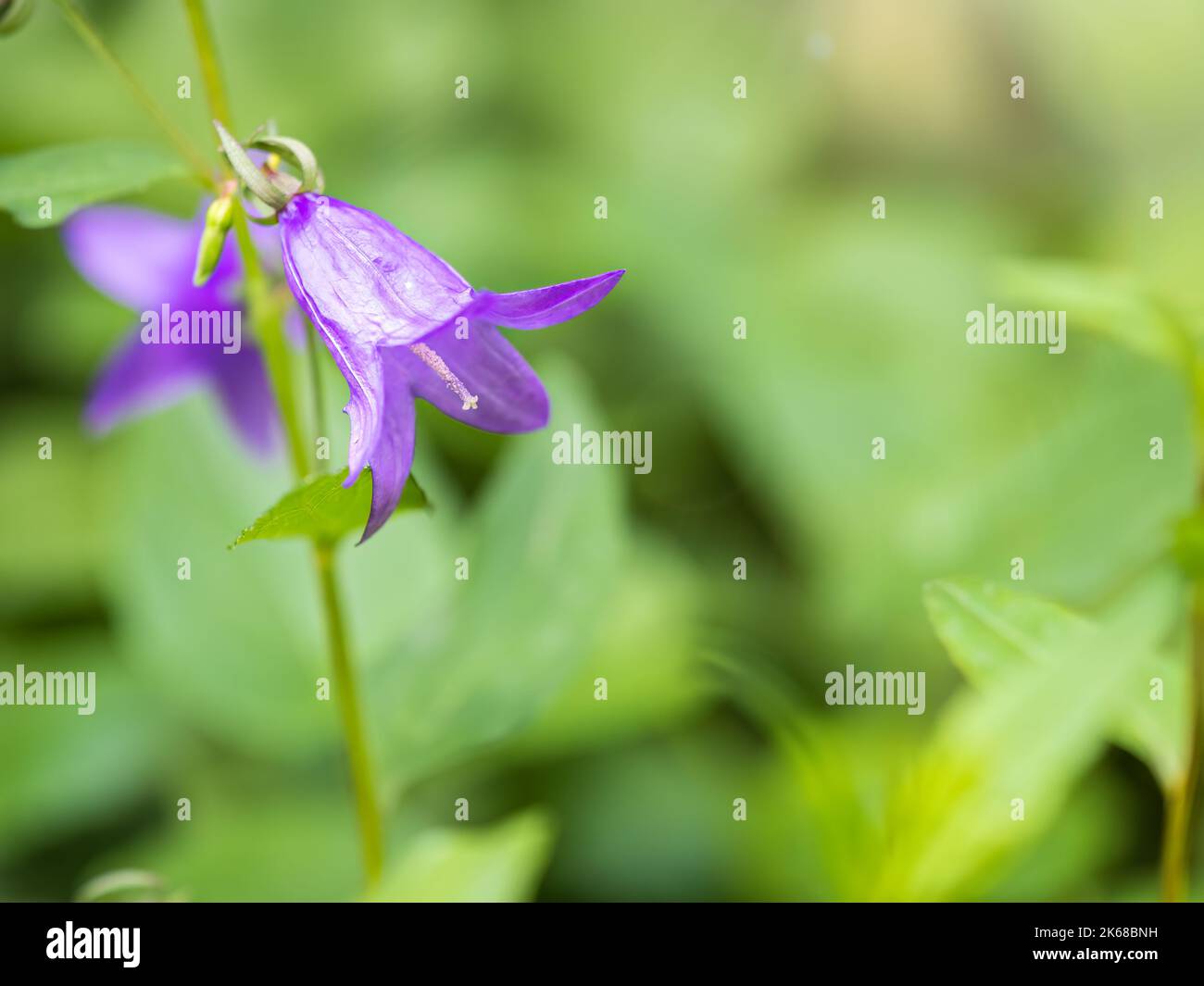 Campanula rapunculoides, creeping bellflower, or rampion bellflower, is ...