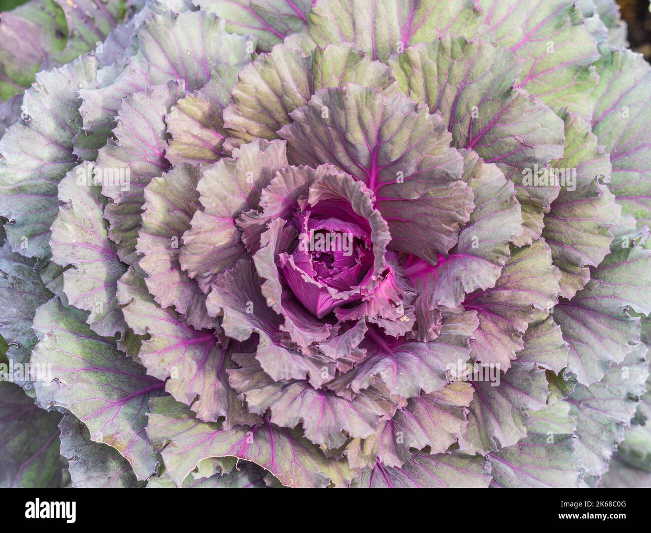 Close up of endless field with green leaves and purple veins of red ...
