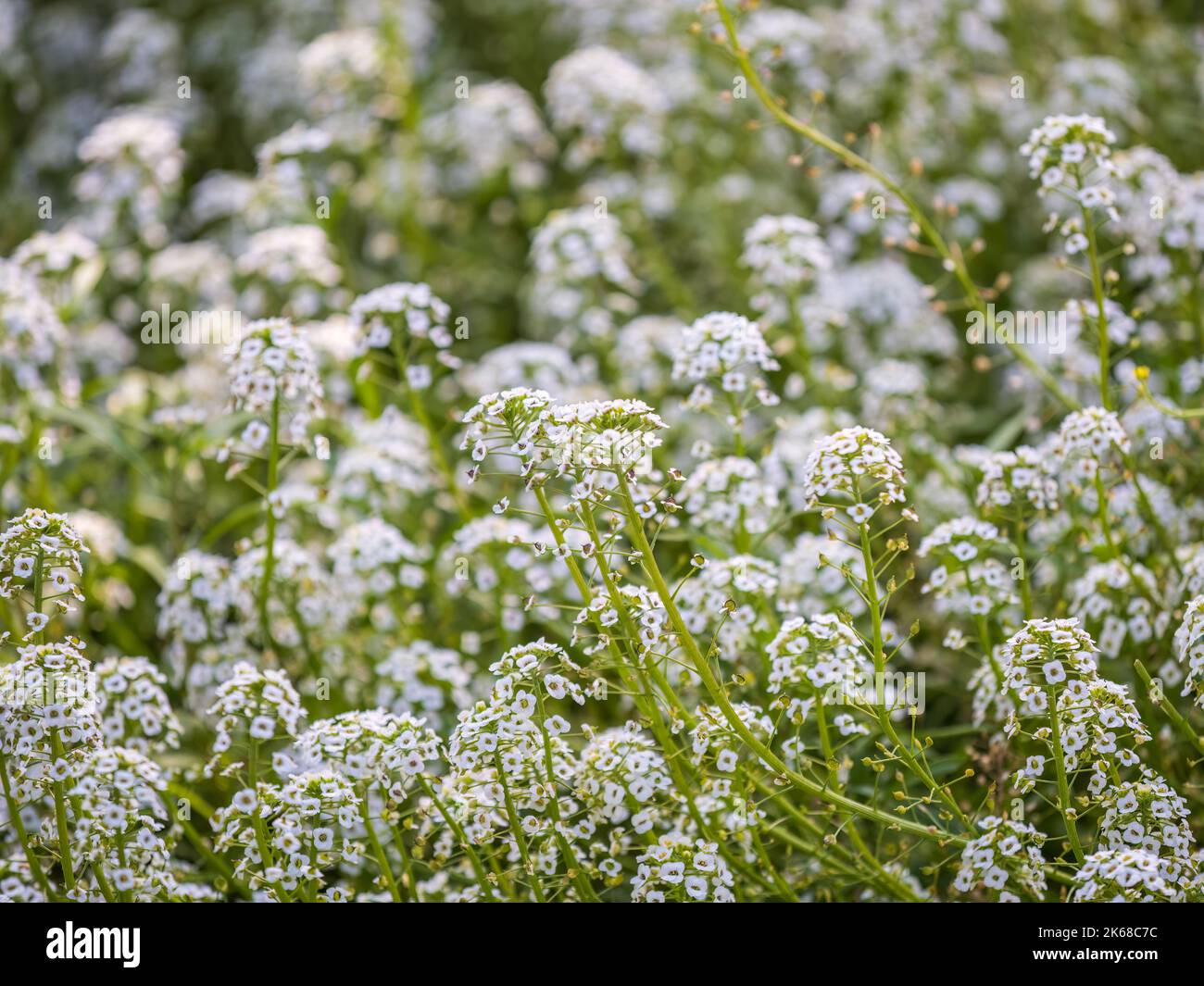 Dainty purple and white flowers of Lobularia maritima Alyssum maritimum ...