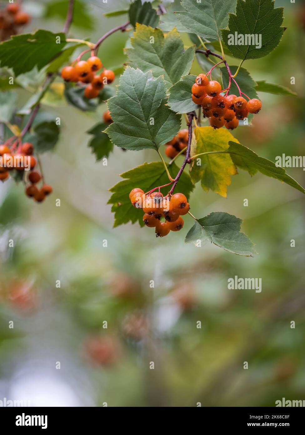 Autumn hawthorn branch with red berries and yellow green leaves on a ...