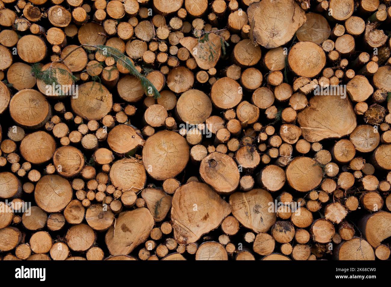 A top view of logs in different sizes Stock Photo - Alamy