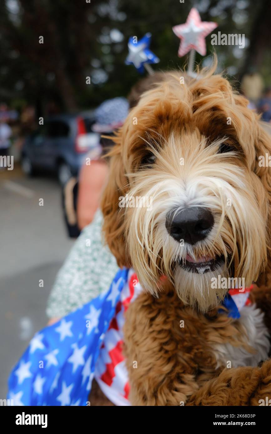 An adorable labradoodle wearing a cape with the American flag and ...