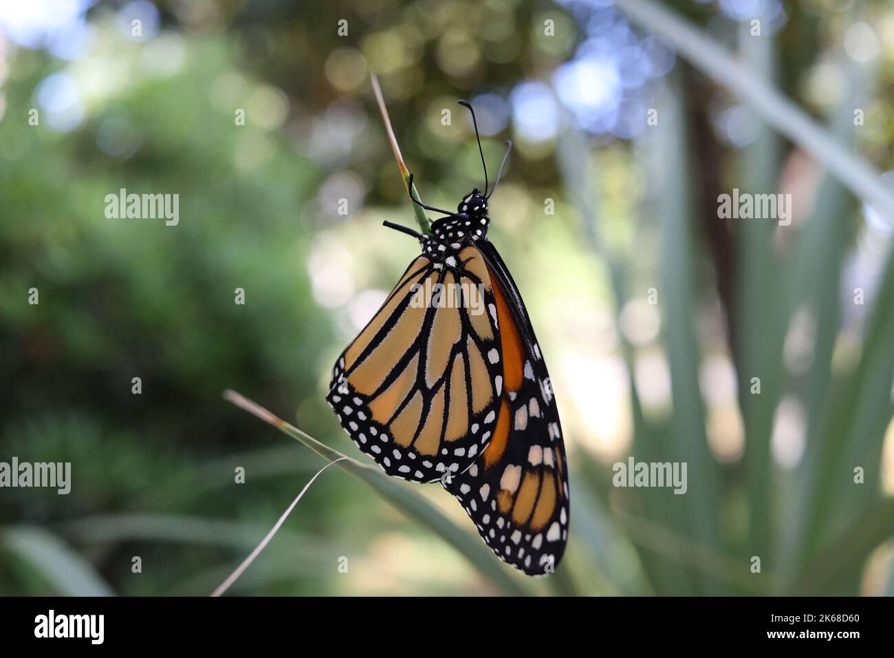A closeup of a monarch butterfly (Danaus plexippus) on a plant Stock ...