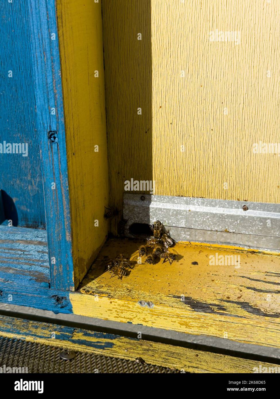 Multi-colored bee hives on a trailer. Mobile apiary Stock Photo - Alamy
